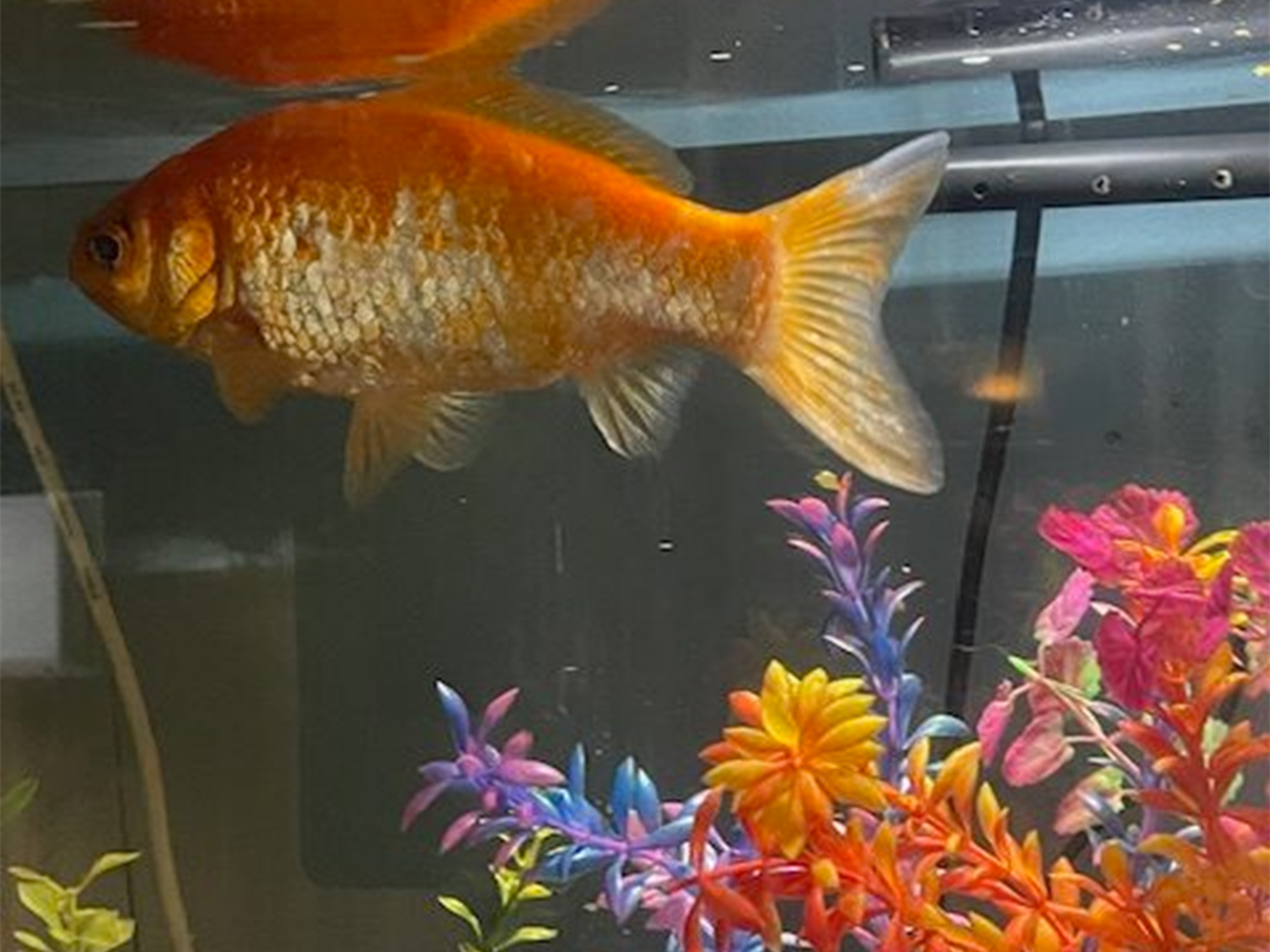 Gallery | Daneswood Care Home